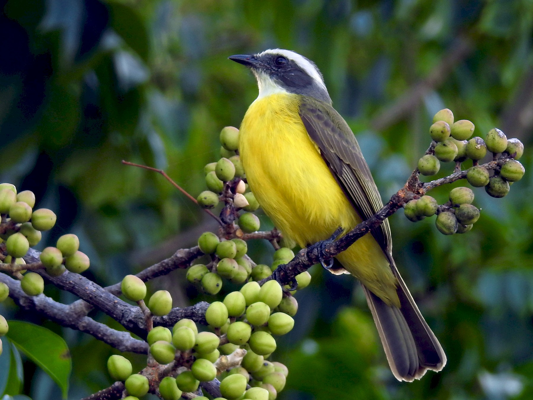 Social Flycatcher - eBird