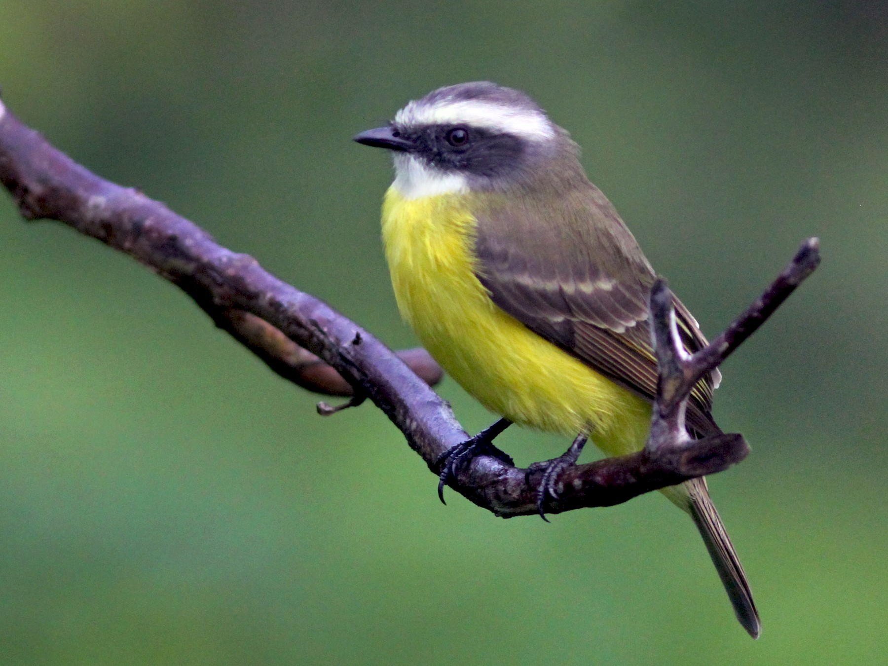 Social Flycatcher - eBird