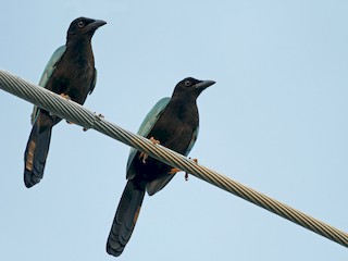 Yucatan Jay - eBird