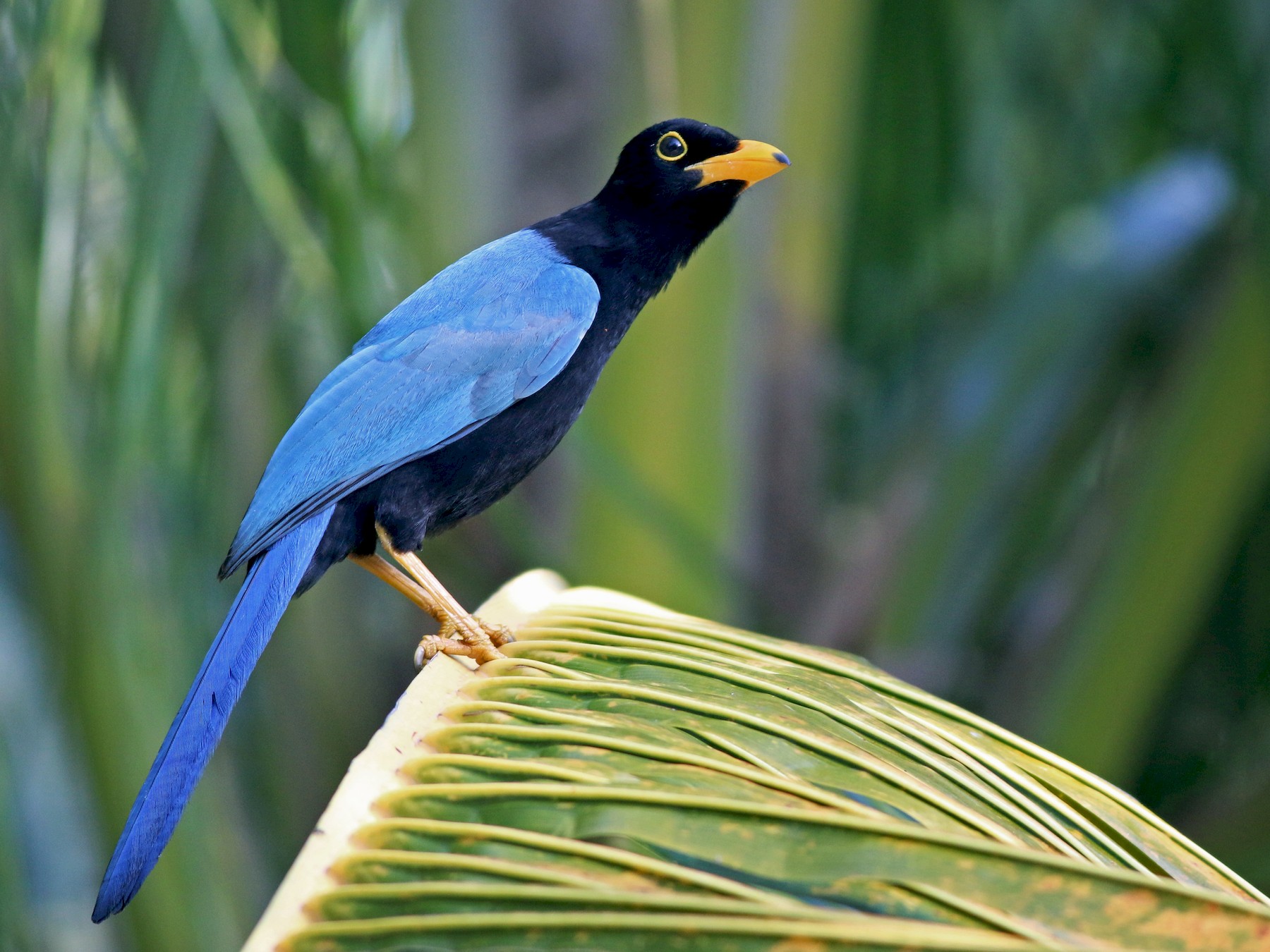 Yucatan Jay - eBird