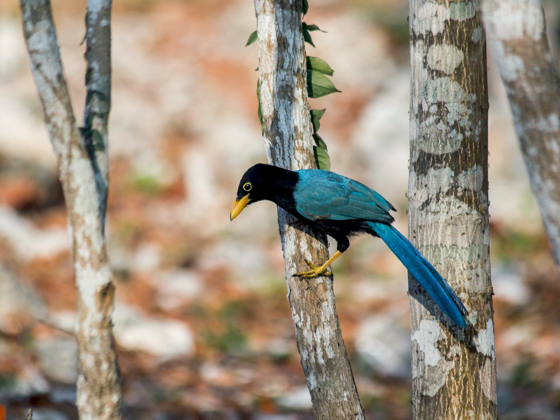 Chara Yucateca - eBird