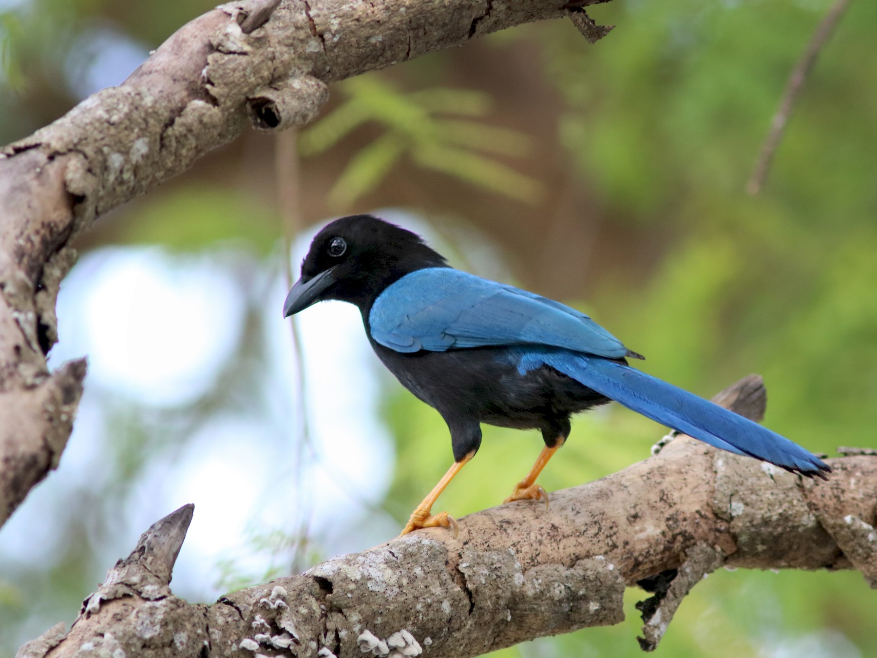 Yucatan Jay - eBird