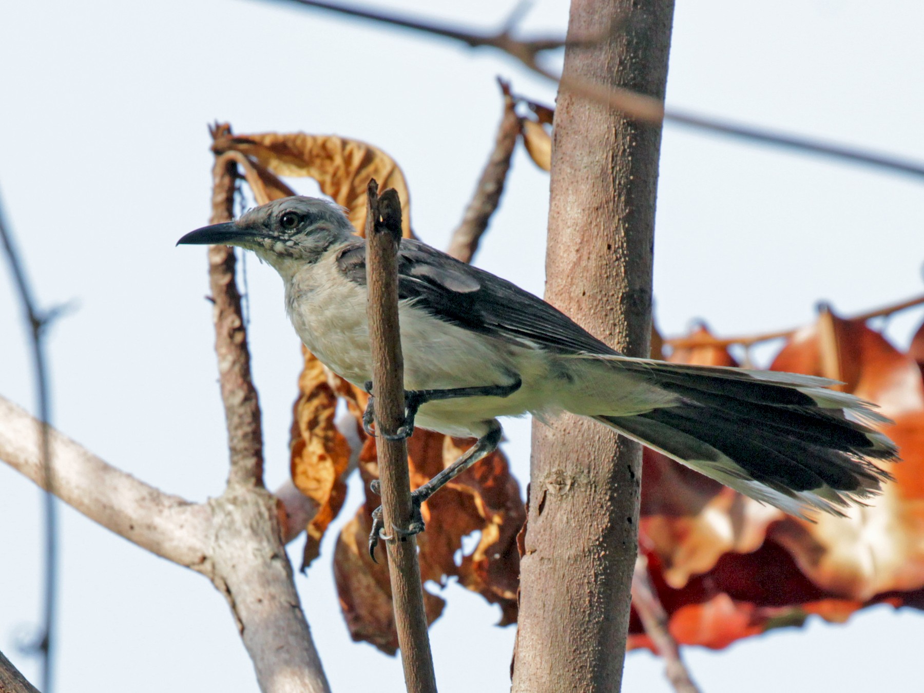 Tropical Mockingbird - eBird