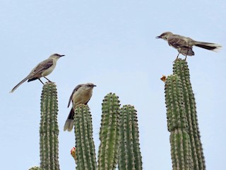 Tropical Mockingbird - eBird