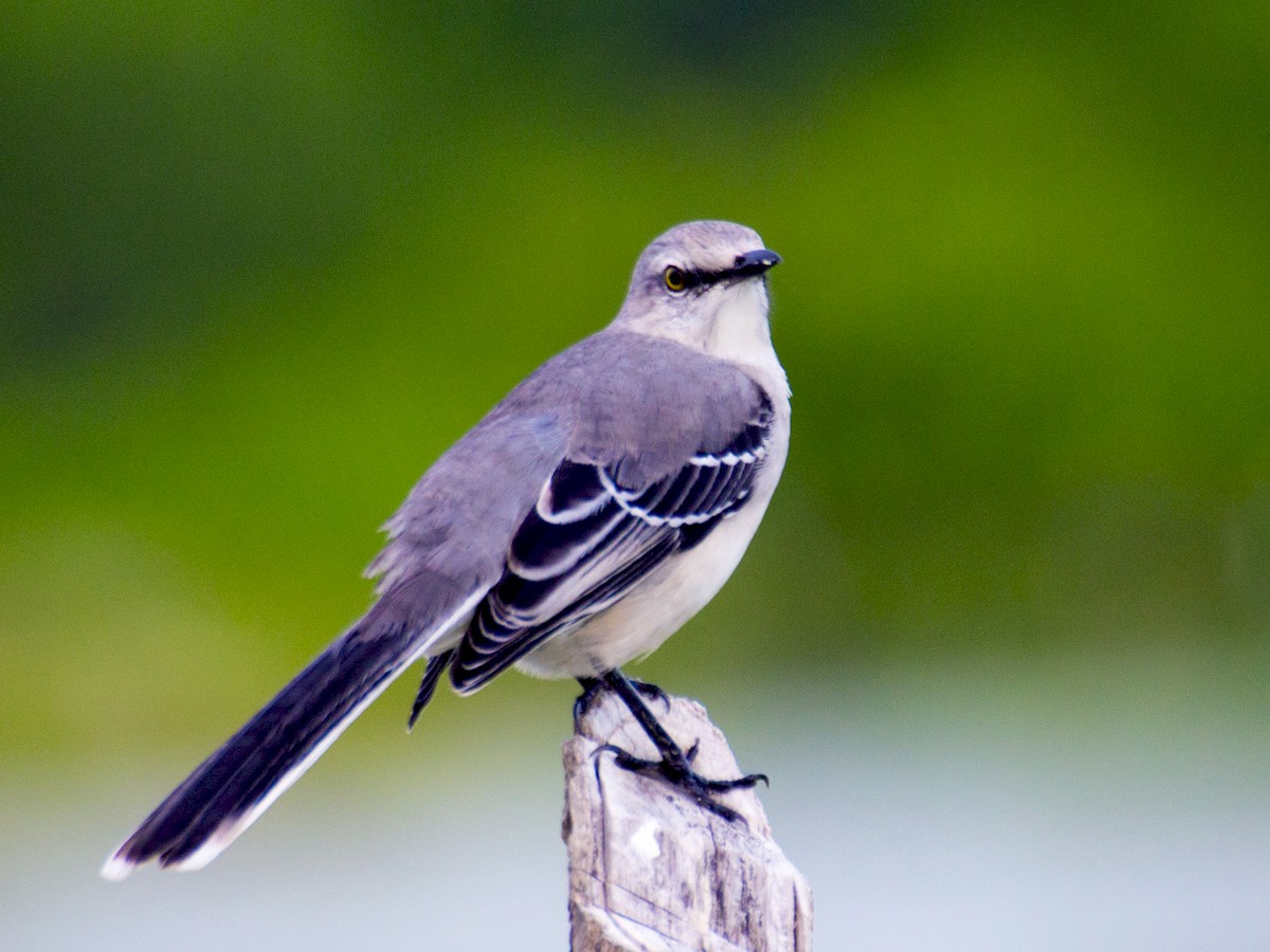 Tropical Mockingbird - Mimus gilvus - Birds of the World
