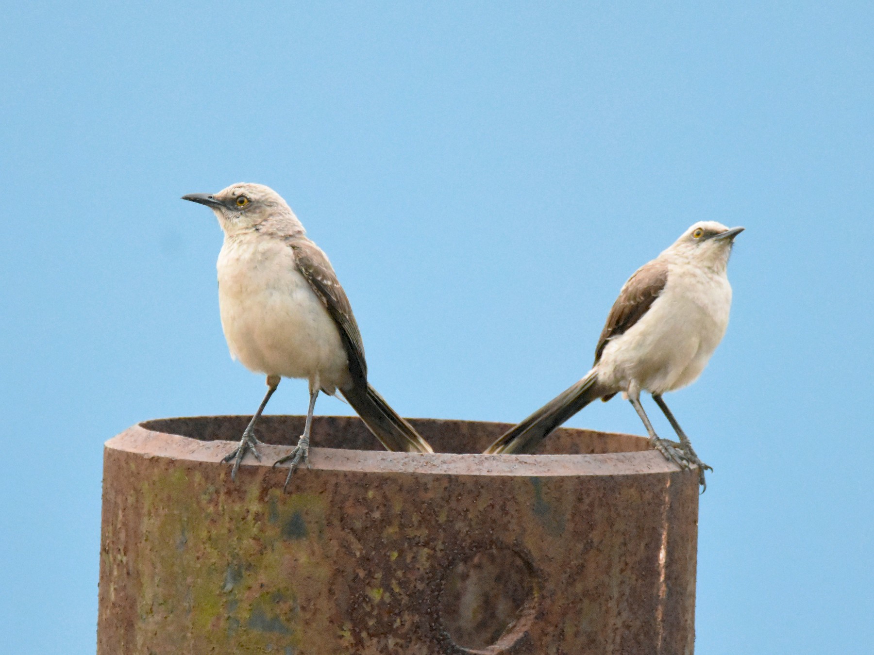 Tropical Mockingbird - eBird
