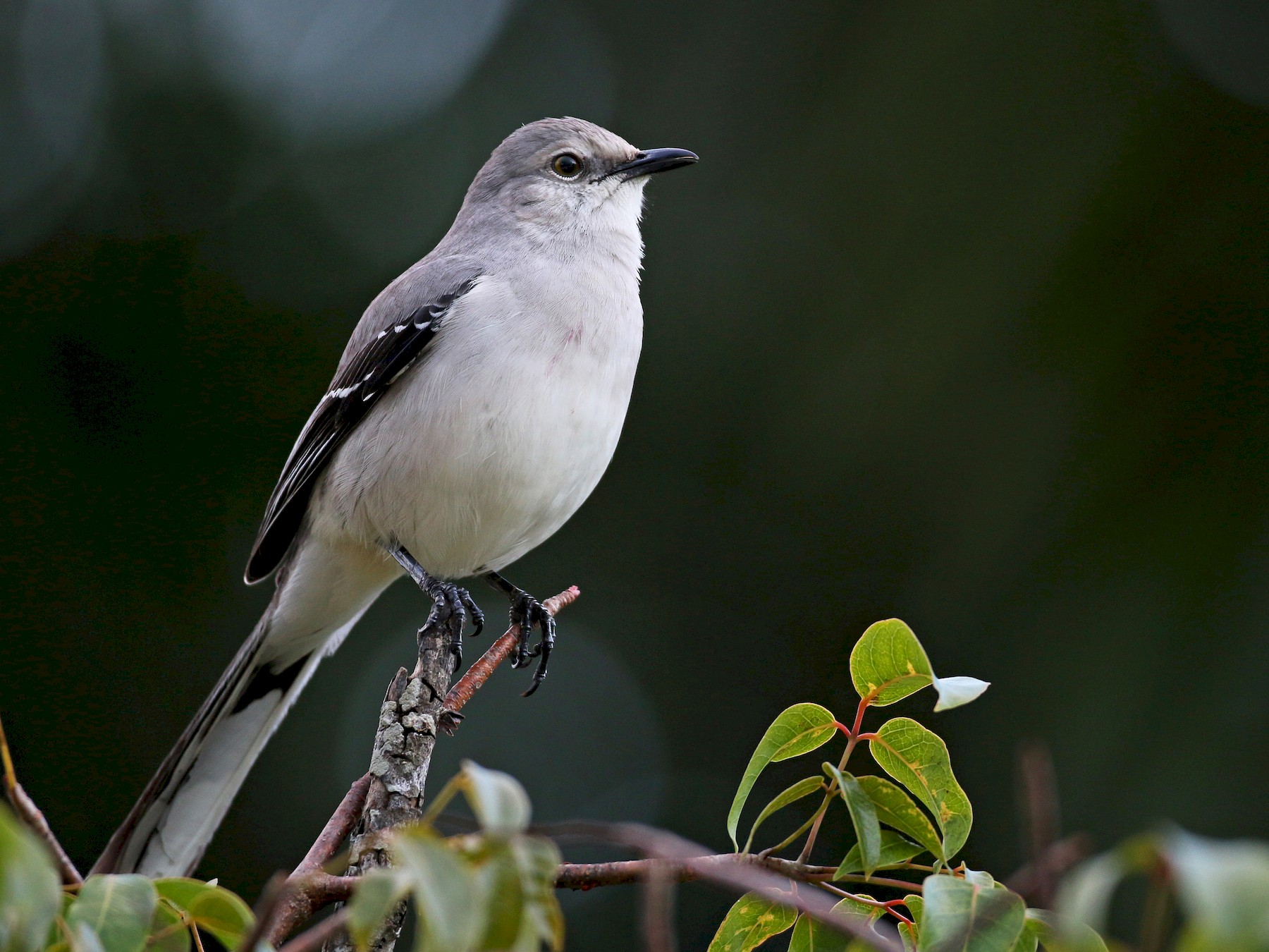 Tropical Mockingbird - eBird
