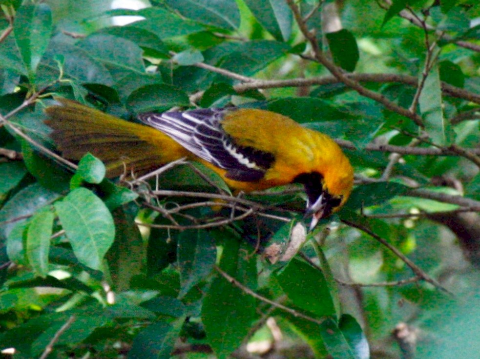 Orange Oriole - eBird