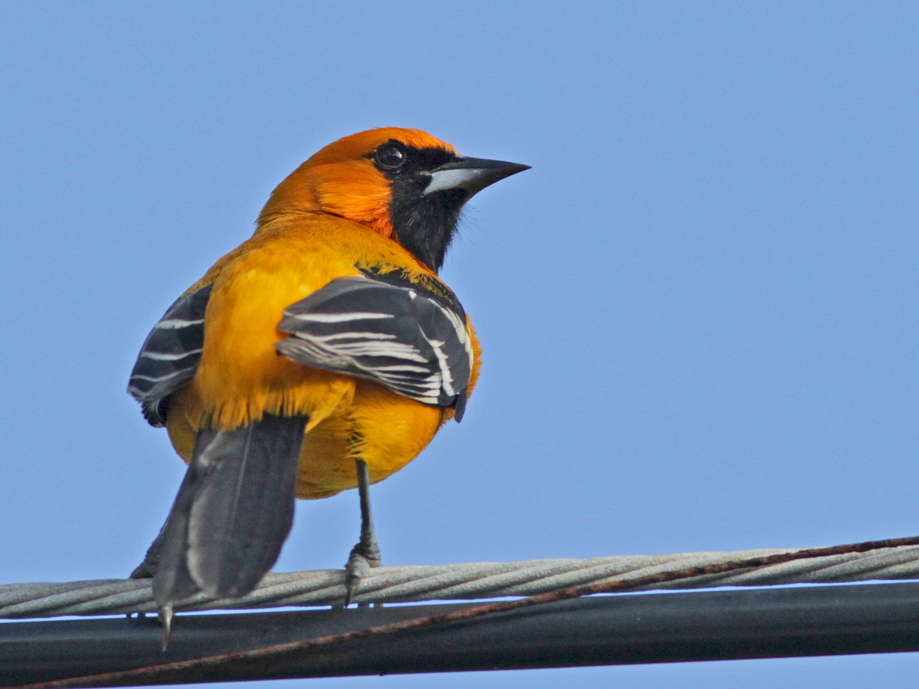 Orange Oriole - eBird