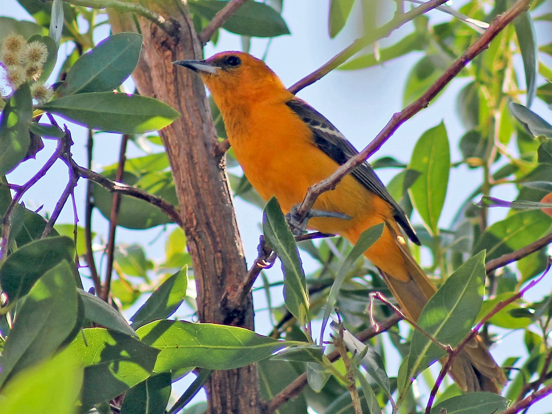 Orange Oriole - eBird