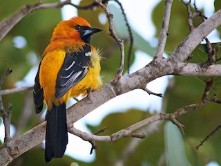 Orange Oriole - eBird