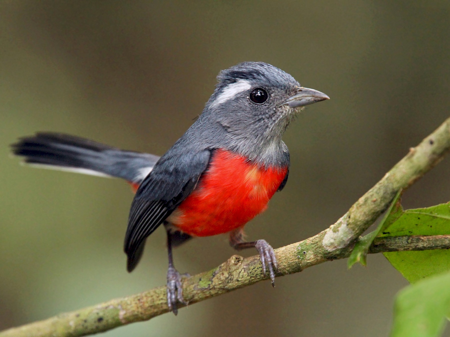 Gray-throated Chat - eBird