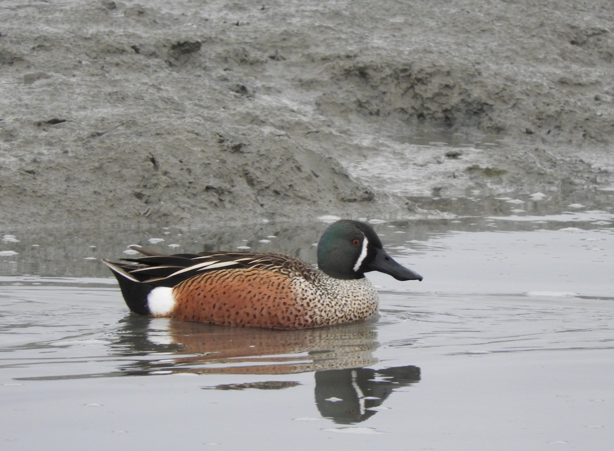 eBird Checklist - 25 Dec 2021 - Palo Alto Baylands--Duck Pond - 29 ...