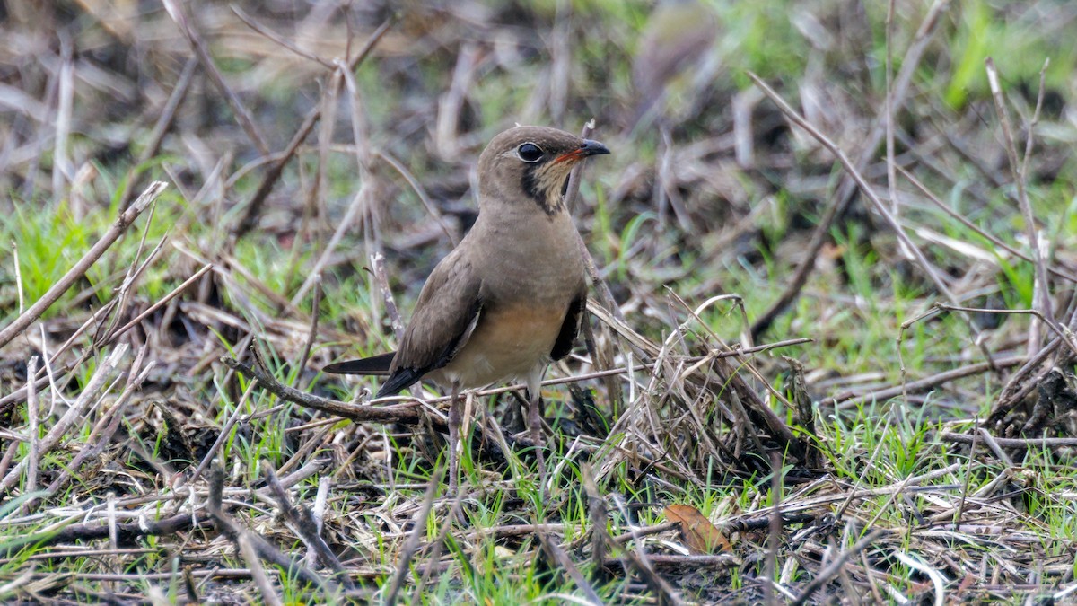 eBird Checklist - 26 Dec 2021 - Neo Tiew Harvest Lane - 40 species