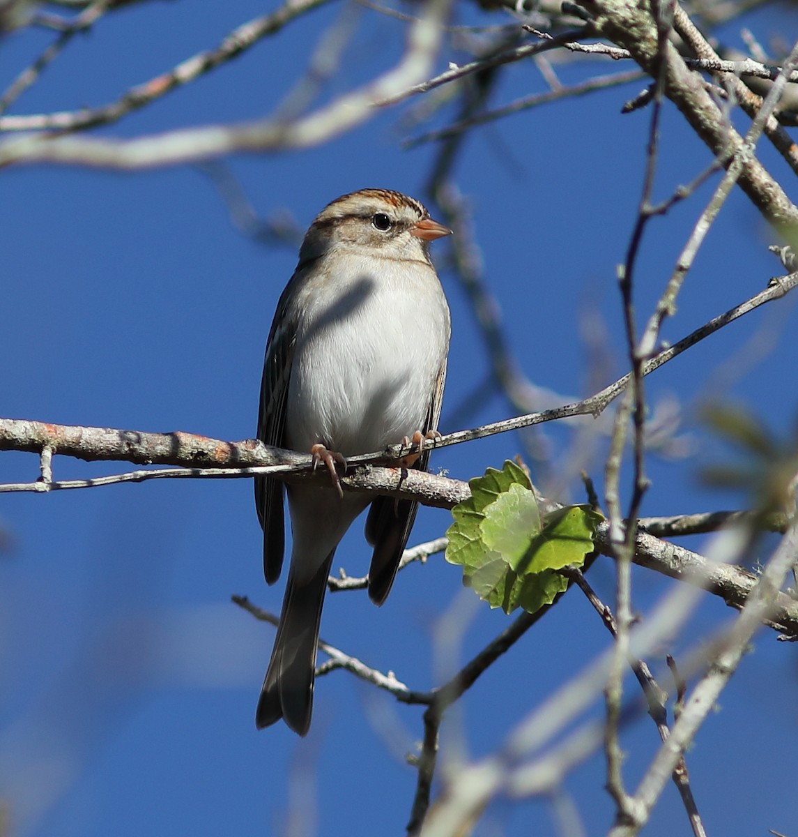 eBird Checklist - 25 Dec 2021 - Conner Preserve - 44 species