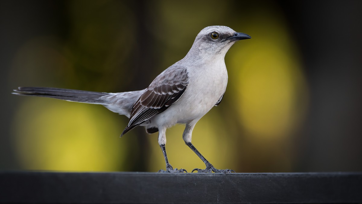 Tropical Mockingbird - Mimus gilvus - Birds of the World