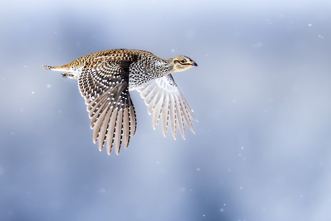 Sharp Tailed Grouse Flying