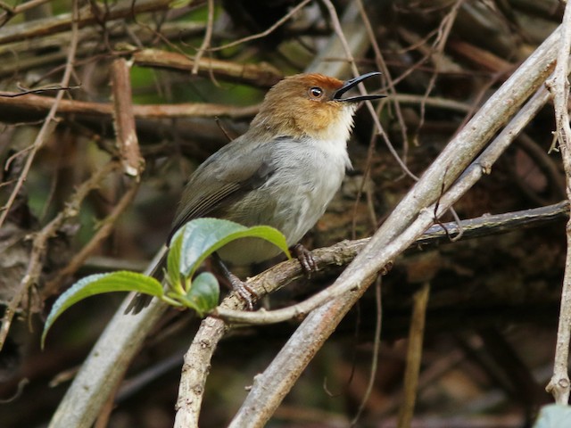 Photos - African Tailorbird - Artisornis metopias - Birds of the World