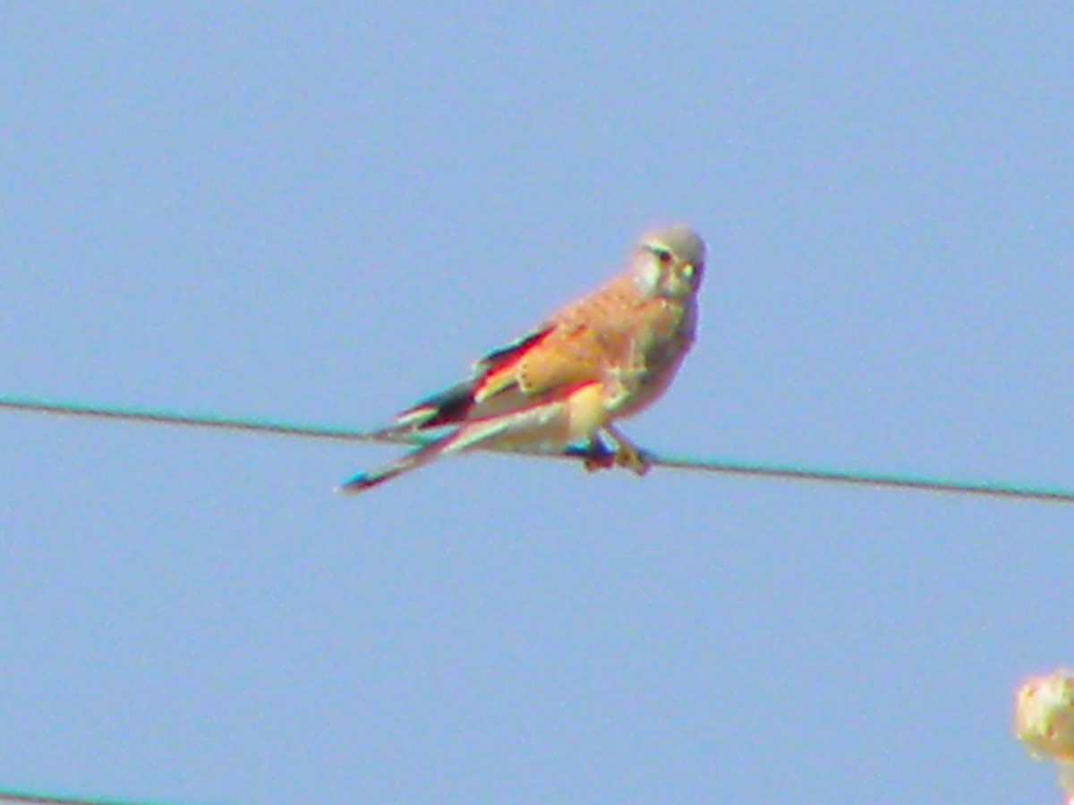eBird Checklist - 10 Oct 2014 - Thera town -- Santorini (Θήρα ...