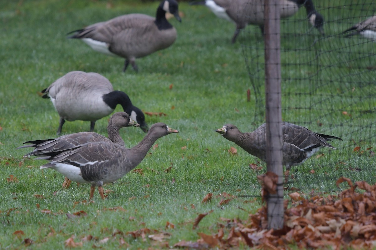 eBird Checklist - 6 Dec 2021 - Point Defiance Park--Rose Garden Pond ...