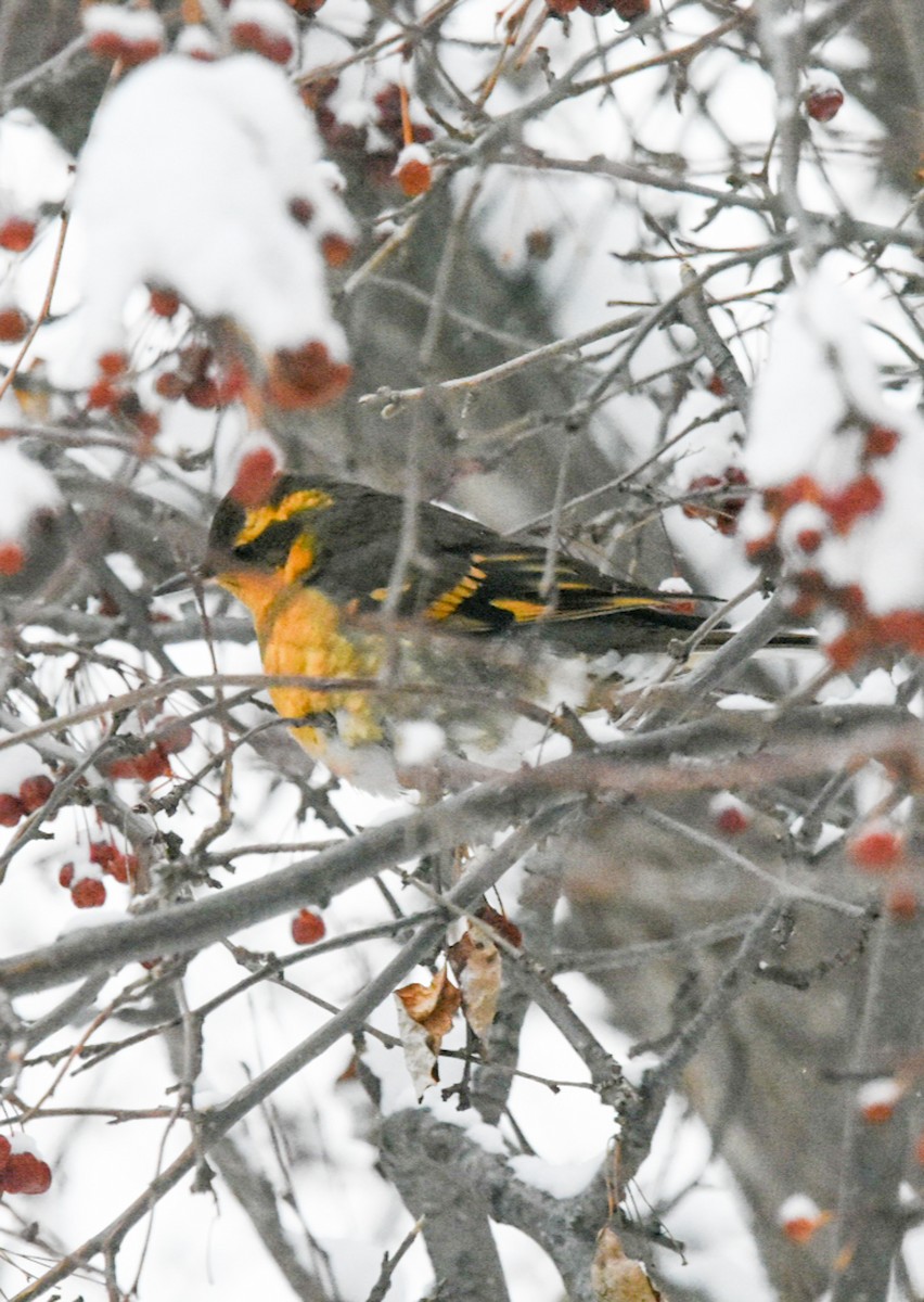 eBird Checklist - 26 Dec 2021 - Edmonton--William Hawrelak Park - 4 species