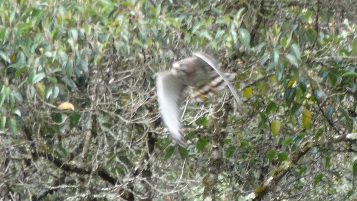 ML399243941 Semicollared Hawk Macaulay Library