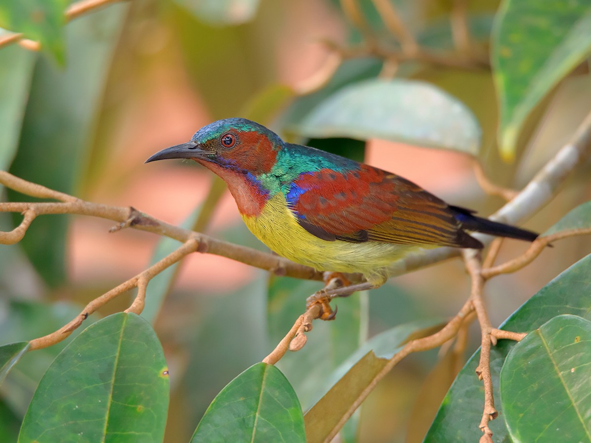 Red-throated Sunbird - Anthreptes rhodolaemus - Birds of the World
