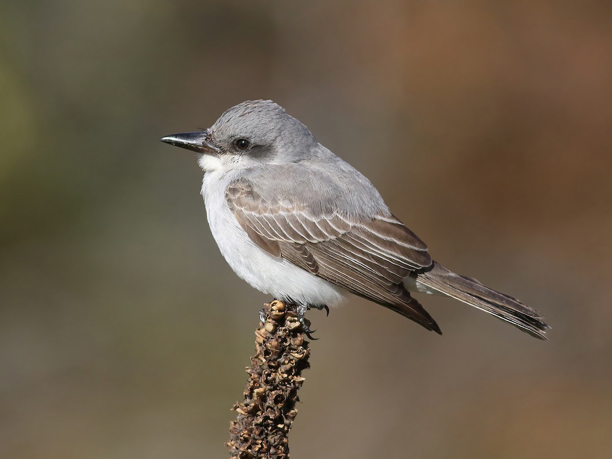 Gray Kingbird - Tyrannus dominicensis - Birds of the World