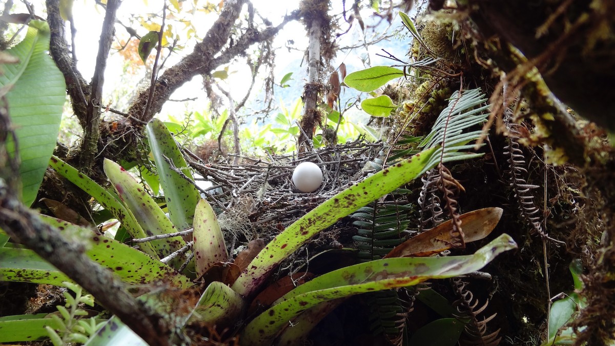 ML399259321 - Band-tailed Pigeon - Macaulay Library