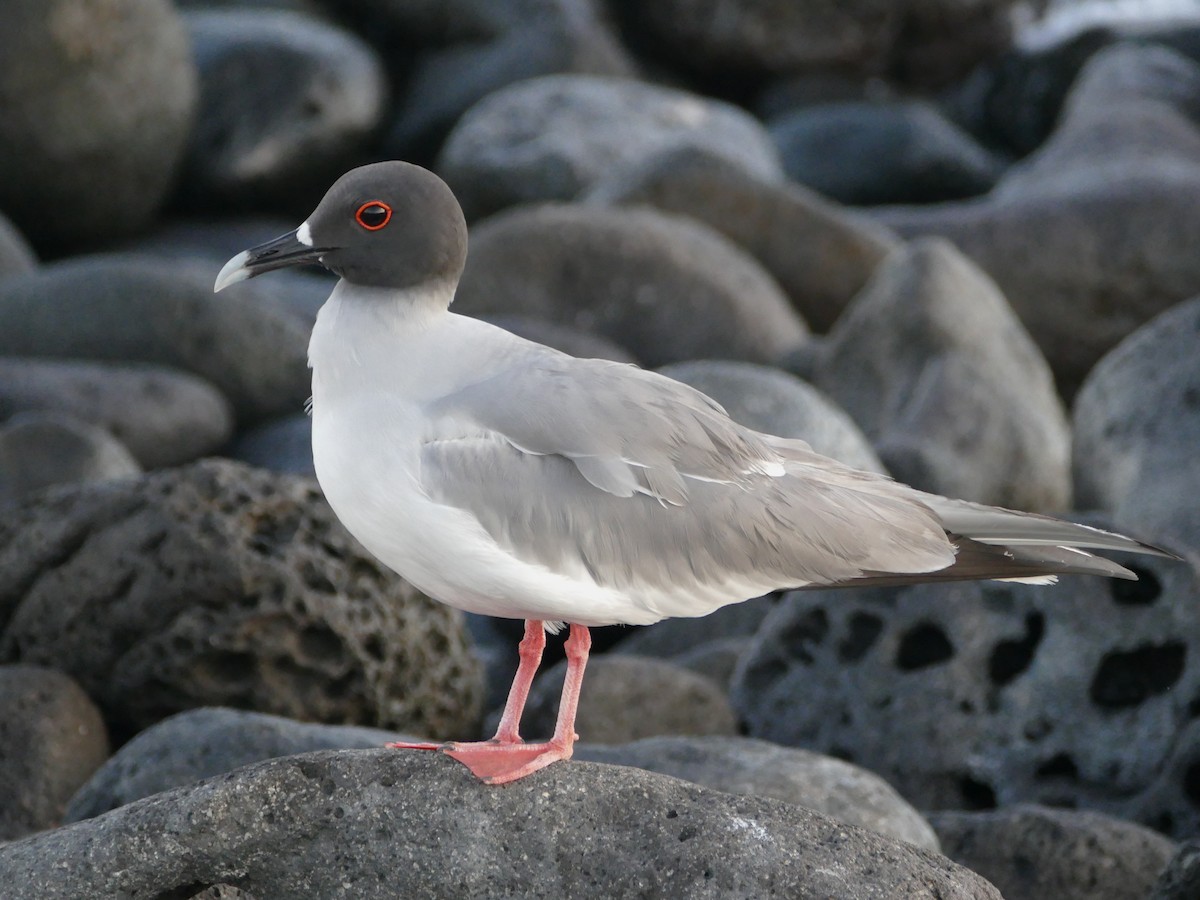 Swallow-tailed Gull - Creagrus furcatus - Birds of the World