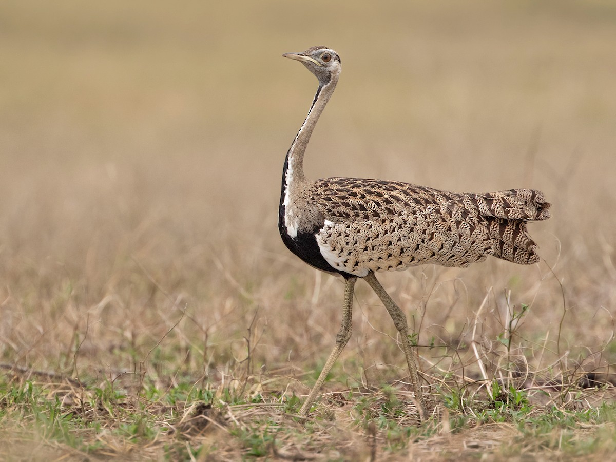 Black-bellied Bustard - Lissotis melanogaster - Birds of the World