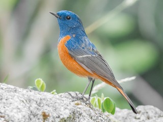 Blue-fronted Redstart - Phoenicurus frontalis - Birds of the World
