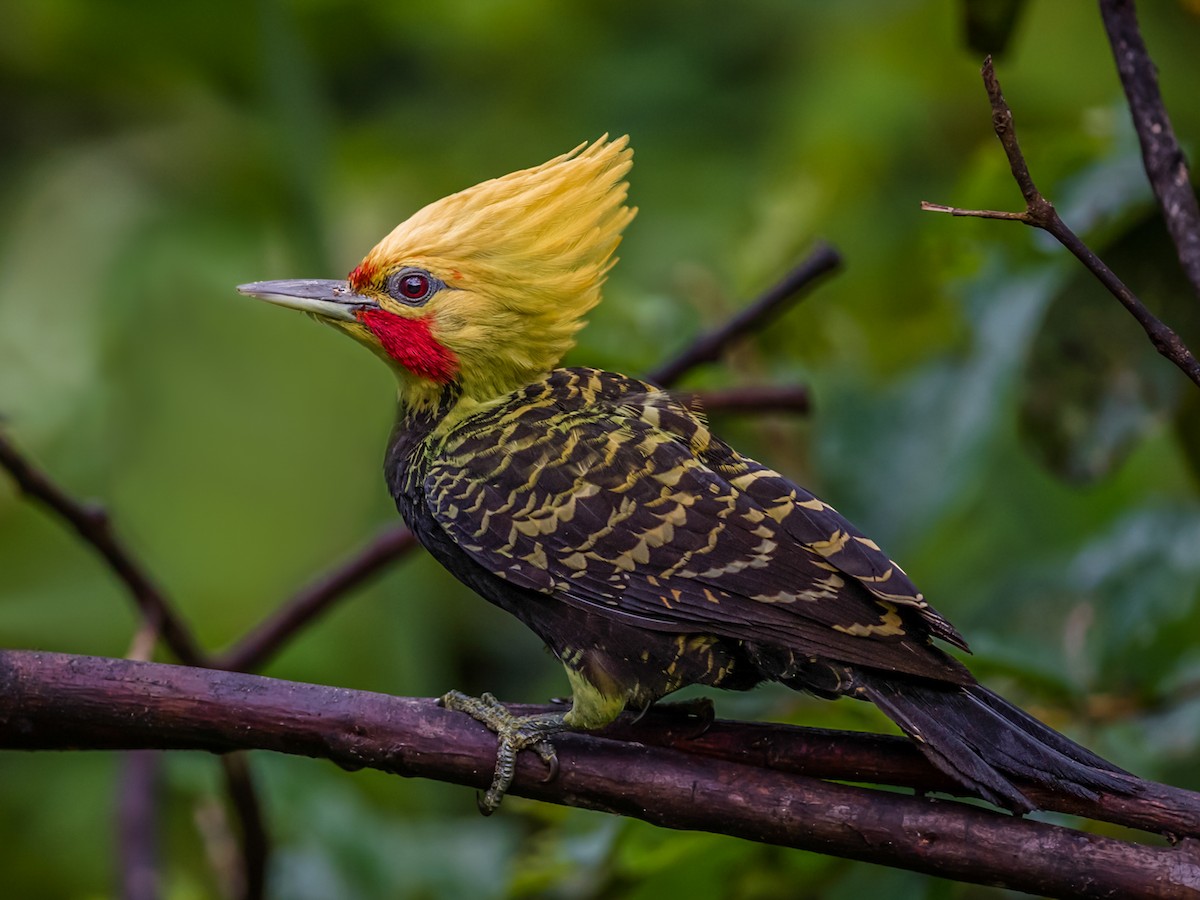 Blond-crested Woodpecker - Celeus flavescens - Birds of the World