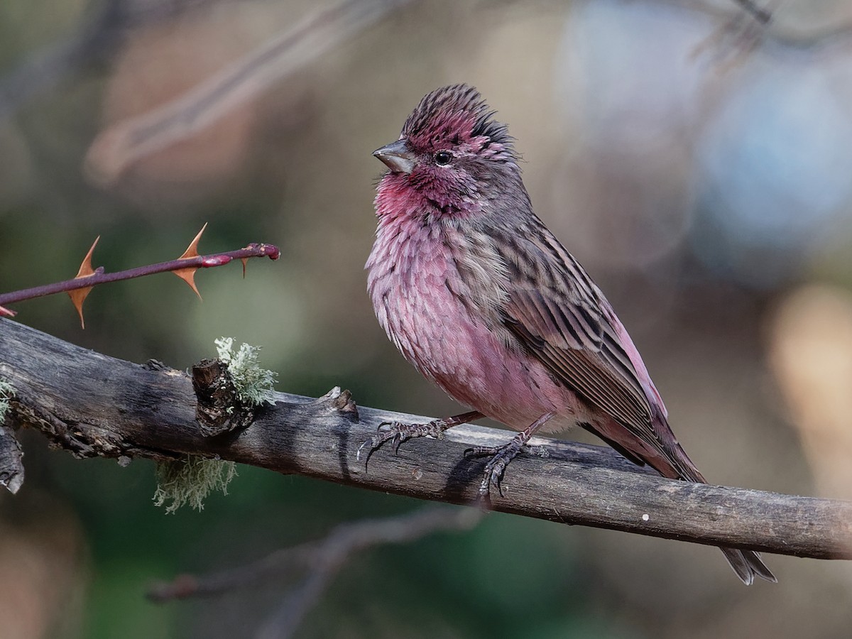 Himalayan Beautiful Rosefinch - Carpodacus pulcherrimus - Birds of the ...