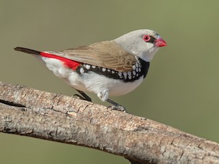 Diamond Firetail - Stagonopleura guttata - Birds of the World