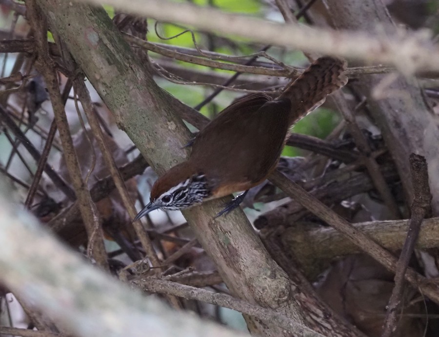 Happy Wren (Mainland) - eBird