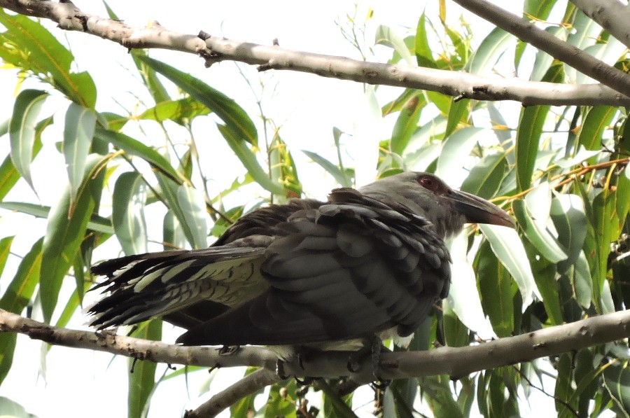 eBird Australia Checklist - 15 Nov 2016 - Emu Green, Emu Plains - 49 ...