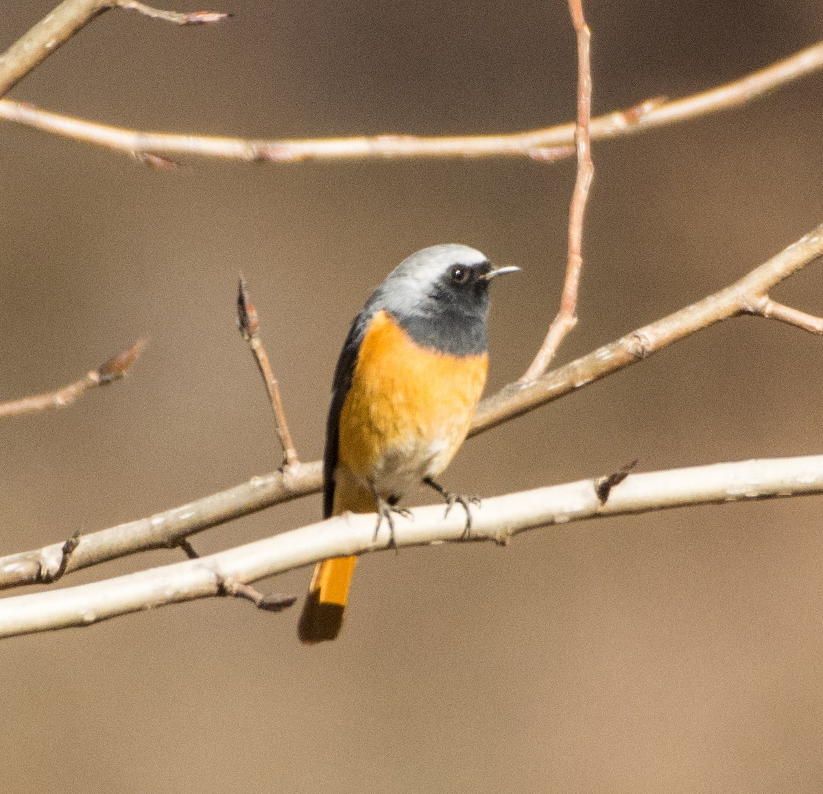 redstart sp. - eBird