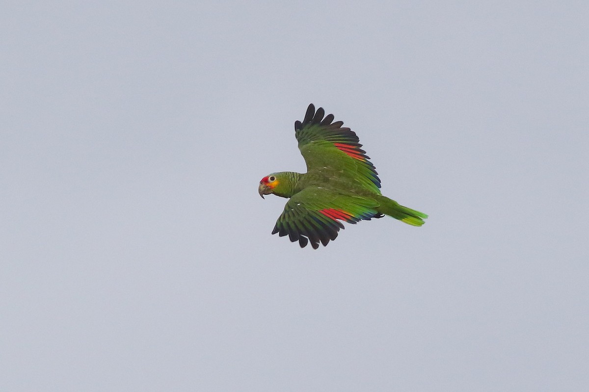 Amazona Frentirroja (autumnalis/salvini) - eBird