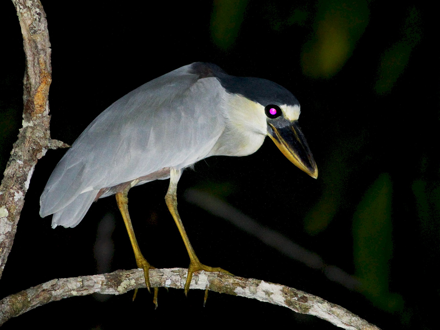 Boat-billed Heron - eBird