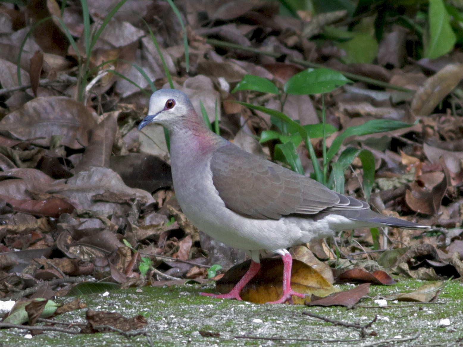 Caribbean Dove - eBird