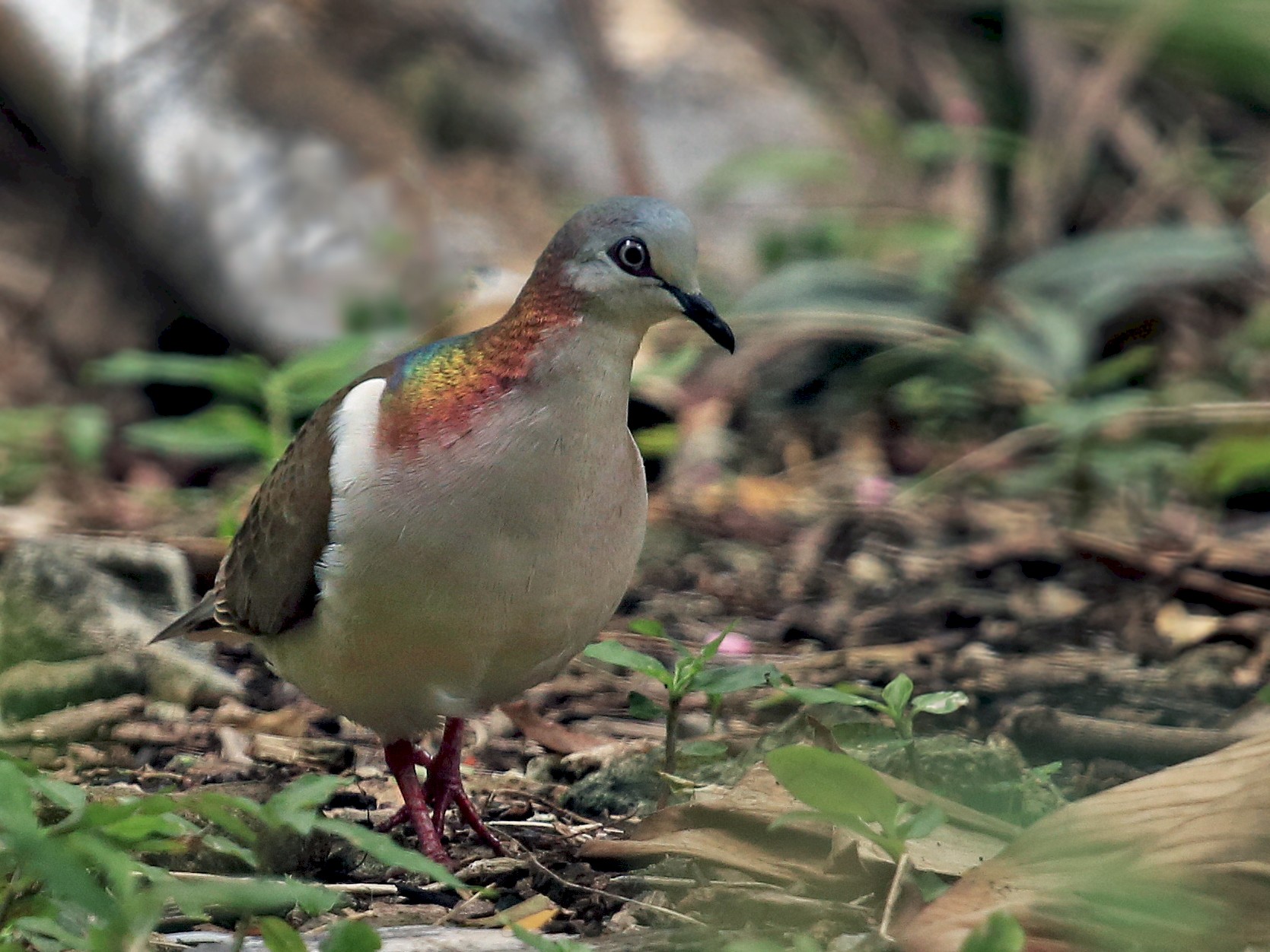 Caribbean Dove - eBird