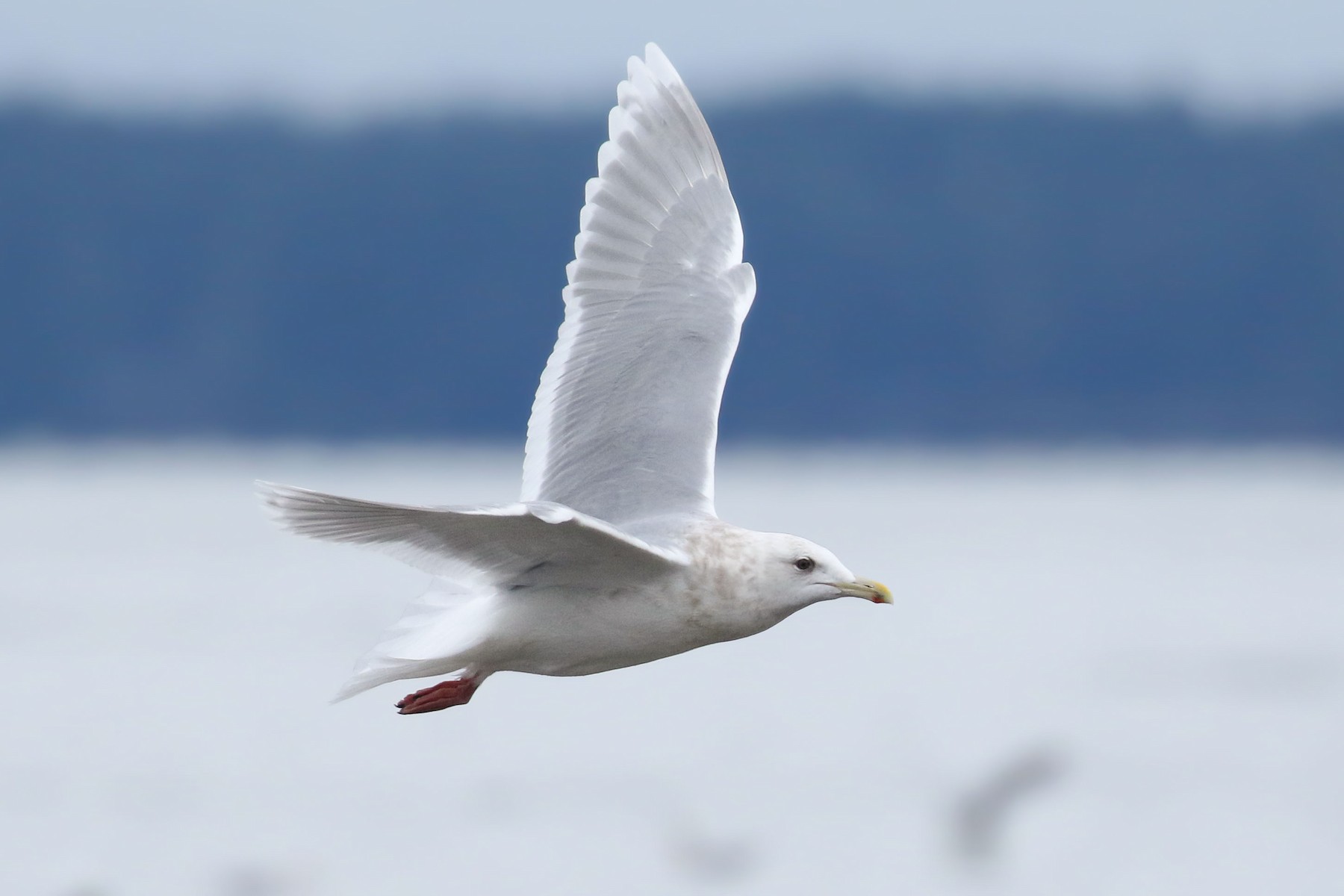 white-winged gull sp. - eBird
