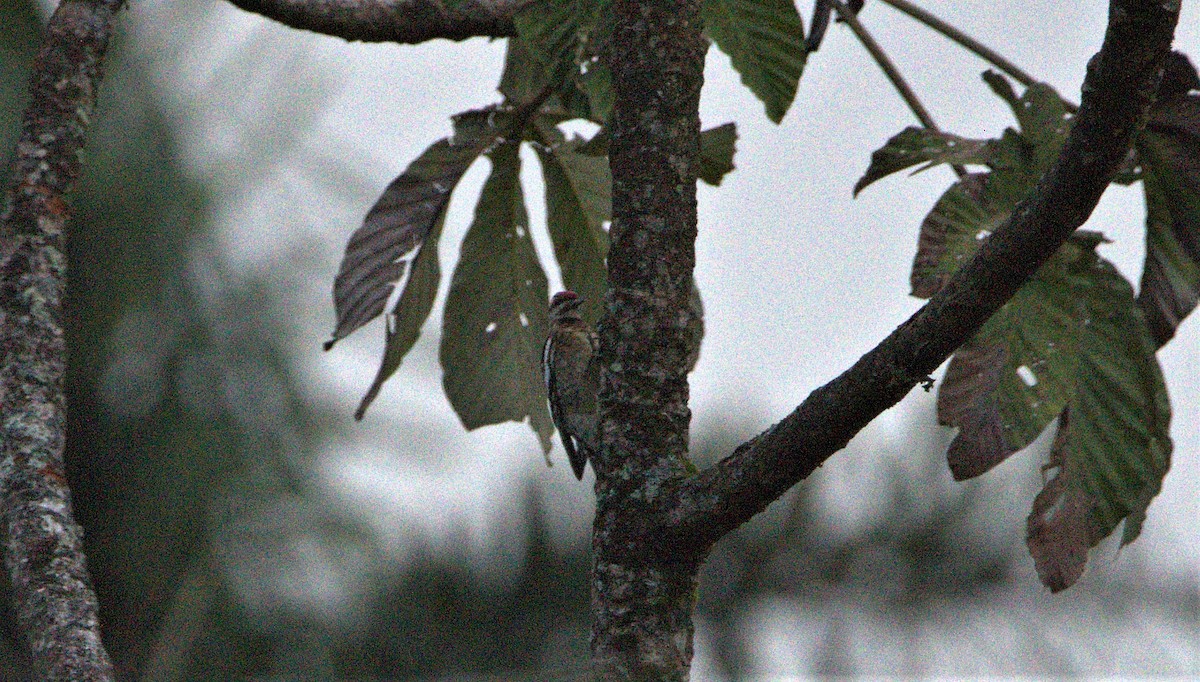 eBird Checklist - 27 Dec 2021 - 10, Bürí, Ngäbe-Buglé, PA (8.78, -82. ...
