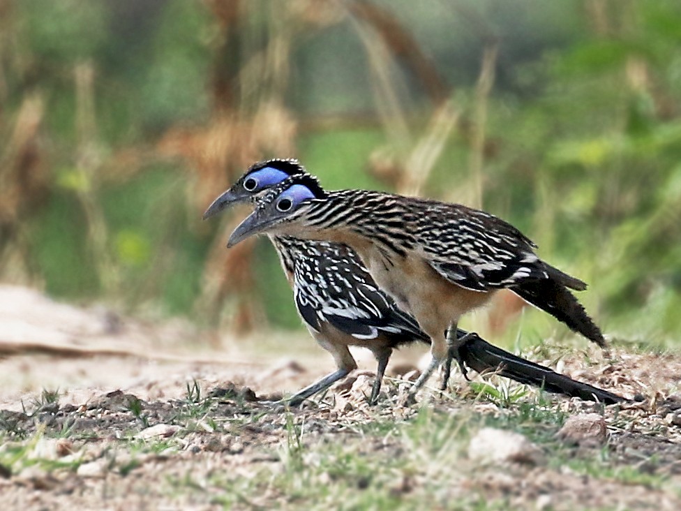 Lesser Roadrunner - eBird