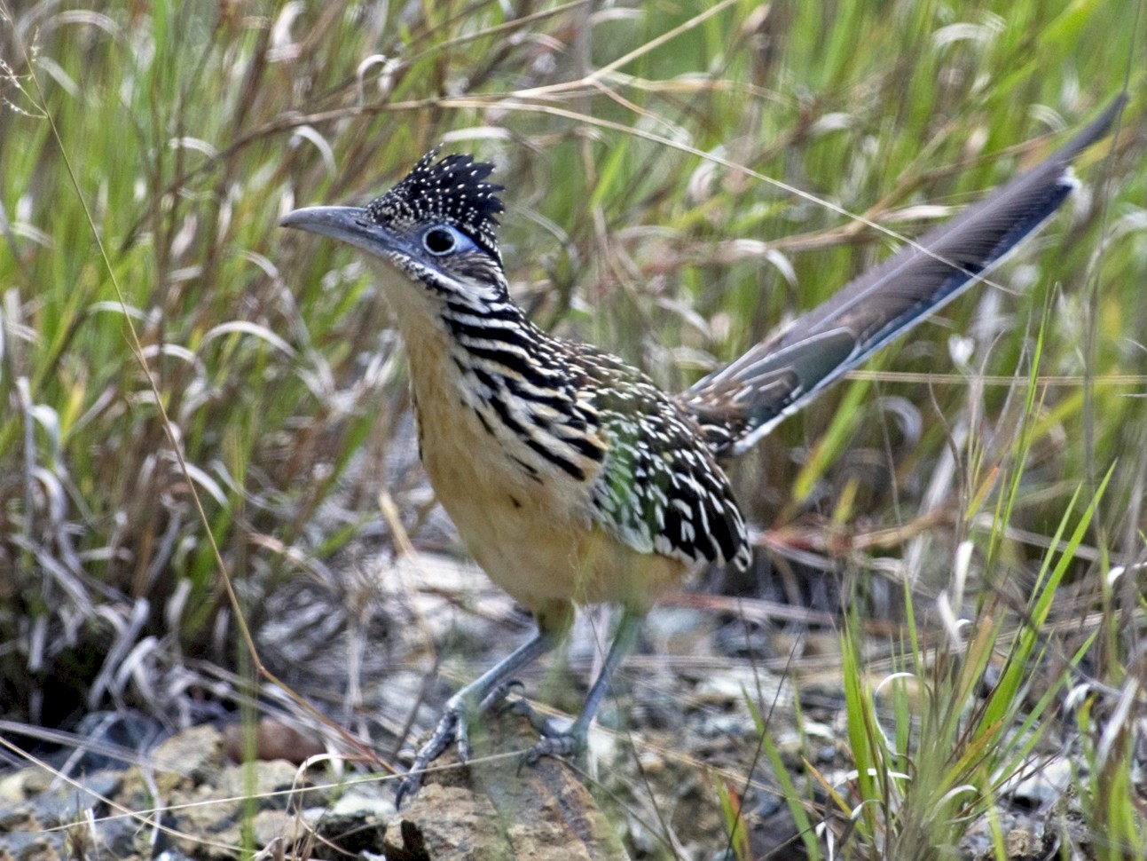 Lesser Roadrunner - eBird