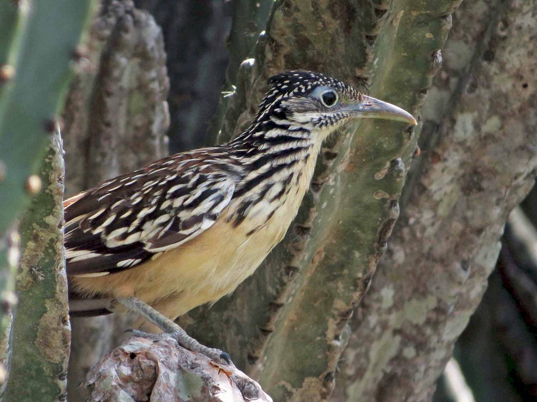 Lesser Roadrunner - eBird