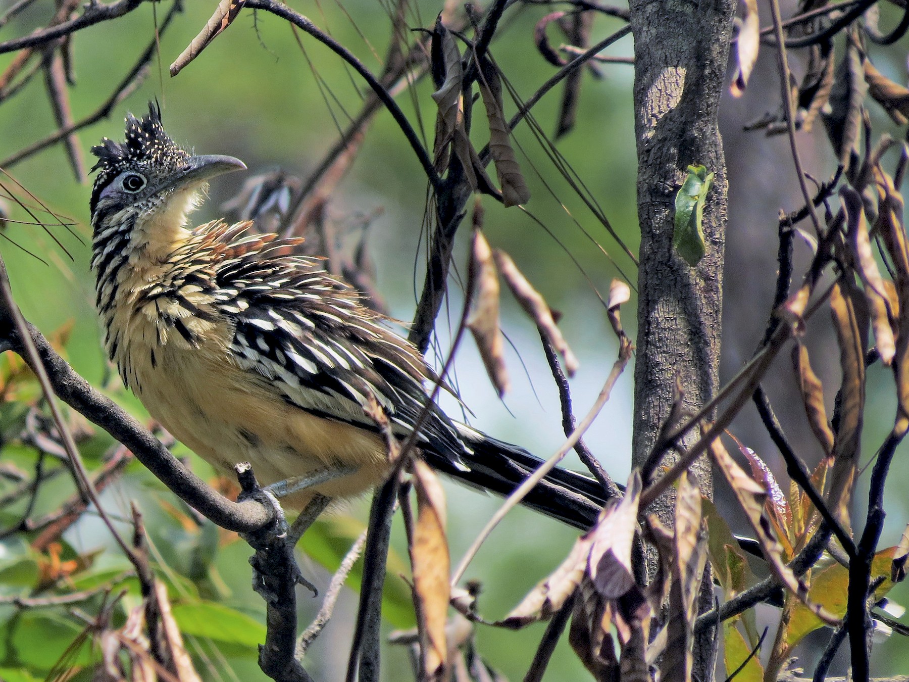 Lesser Roadrunner - eBird