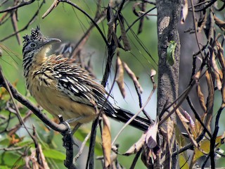 Lesser Roadrunner - eBird