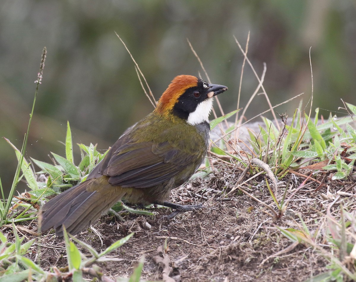 ML399740321 Chestnut-capped Brushfinch Macaulay Library